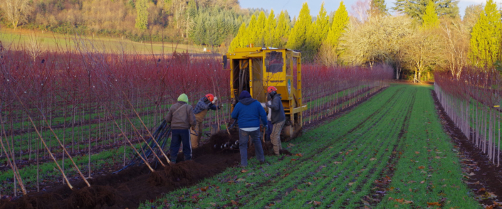 AVAILABILITY LIST – Hans Nelson & Sons Nursery